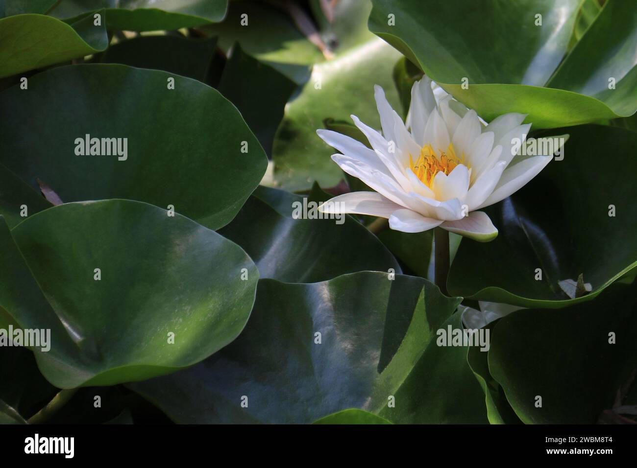 Peace lily in water hi-res stock photography and images - Alamy