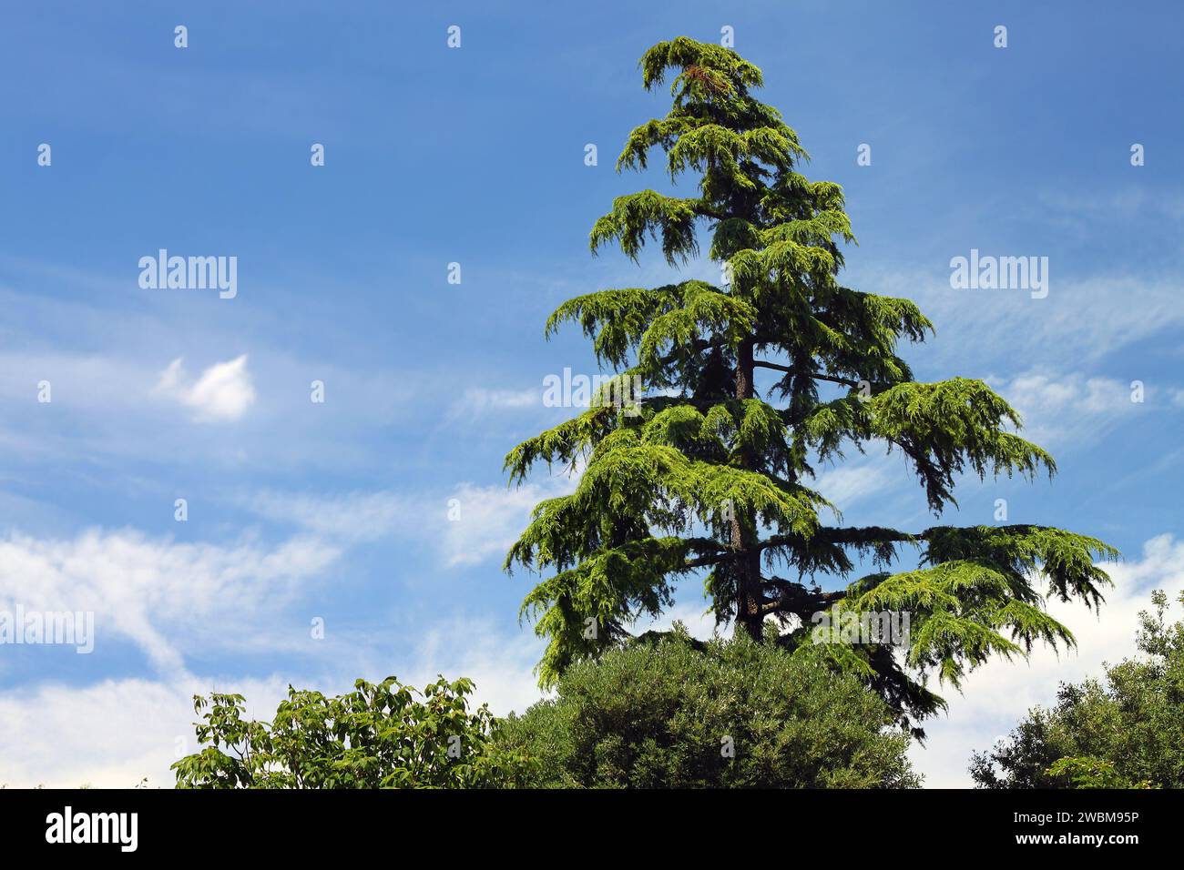Blue cedar tree hi-res stock photography and images - Alamy