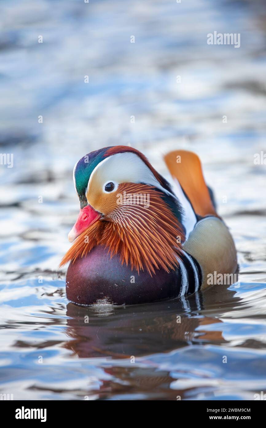 Portrait close up of a wild, mandarin drake swimming in a UK lake in a ...