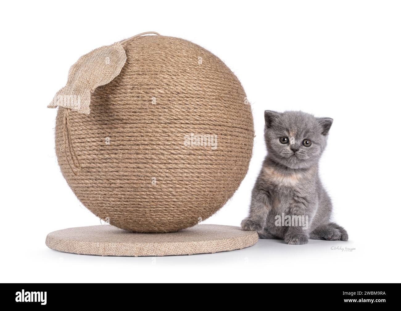 Cute little British Shorthair cat kitten, sitting beside huge sisal ...