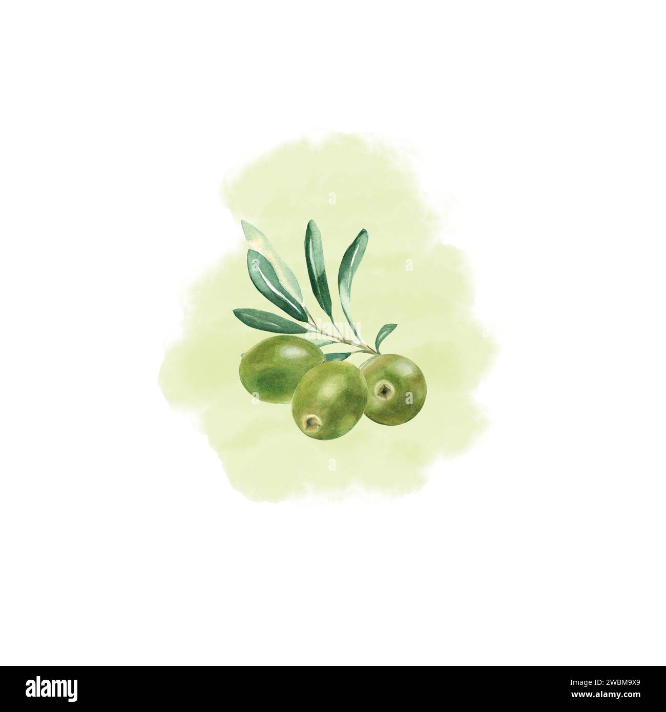 Olive branch with green olives isolated on watercolor splash background ...