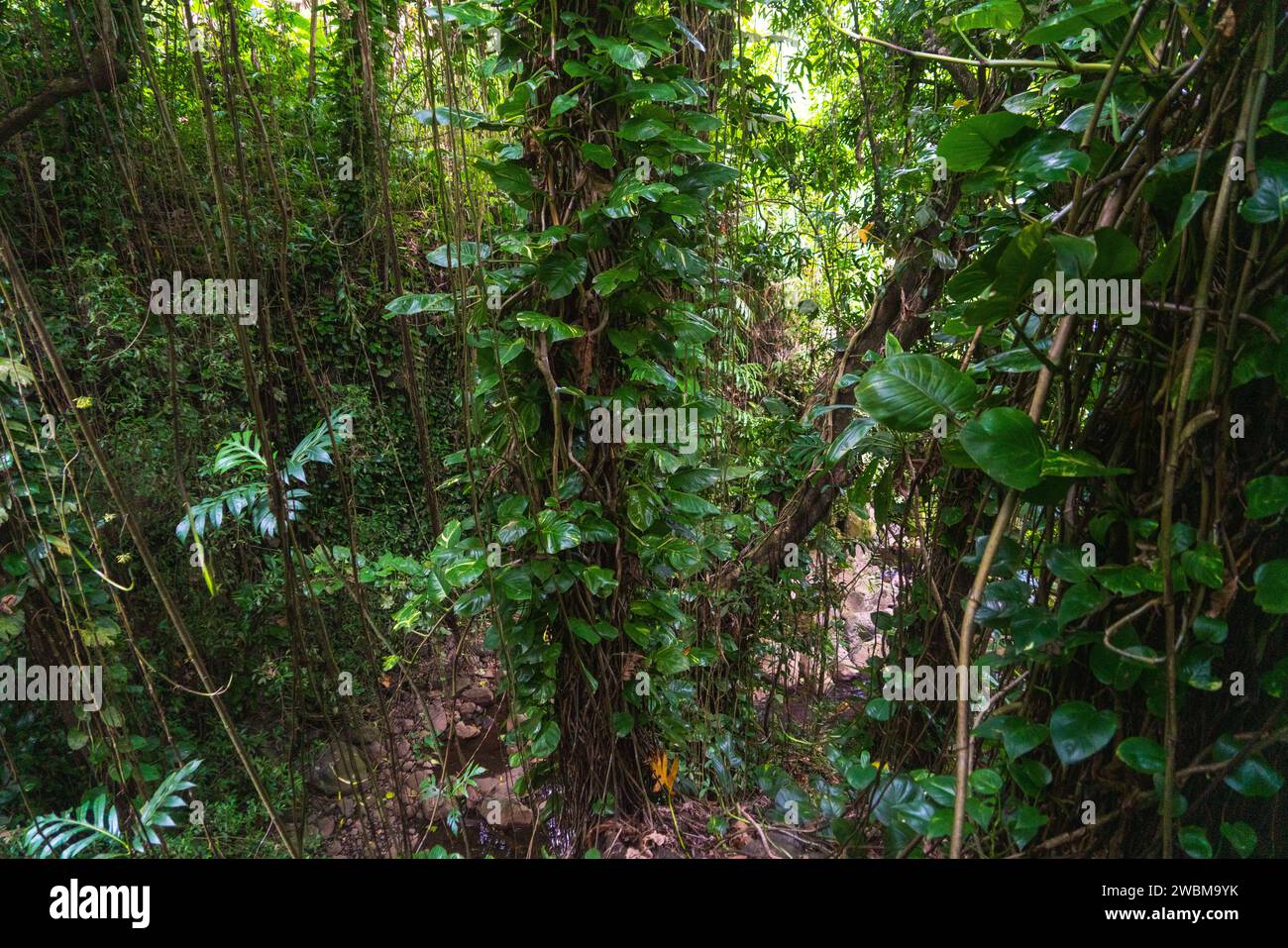 Verdant undergrowth and towering trees in Maui's tranquil rainforest ...