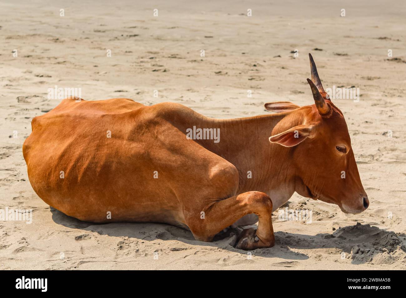 Cow on Beautiful Tropical beach. Indian cow at the sandy beach. Brown ...