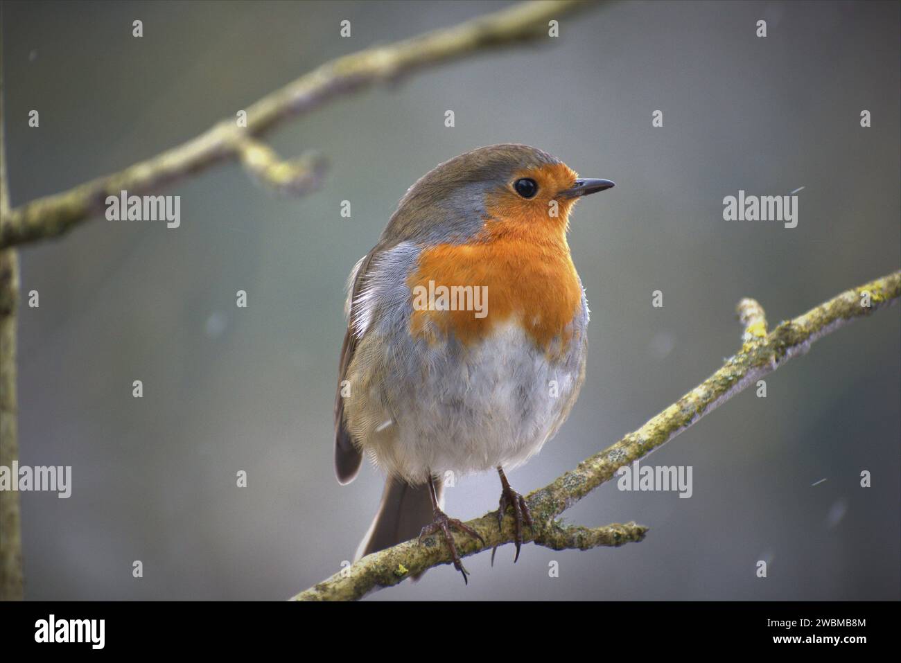 Chesterfield canal winter hi-res stock photography and images - Alamy