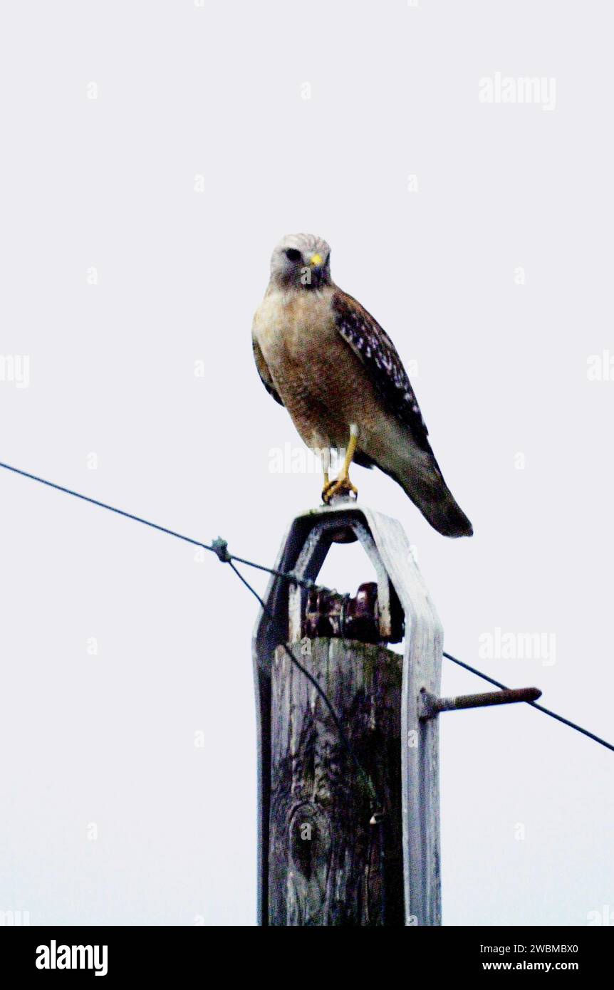 KENNEDY SPACE CENTER, FLA. -- Perched on a utility pole at Kennedy ...