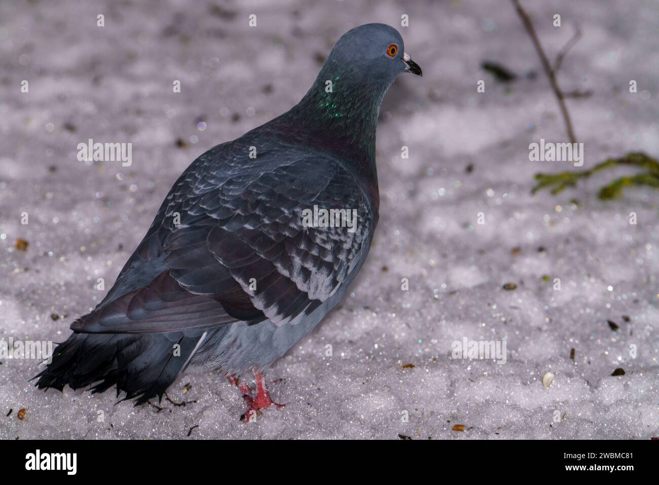 Columba livia Family Columbidae Genus Columba Rock dove Rock pigeon ...