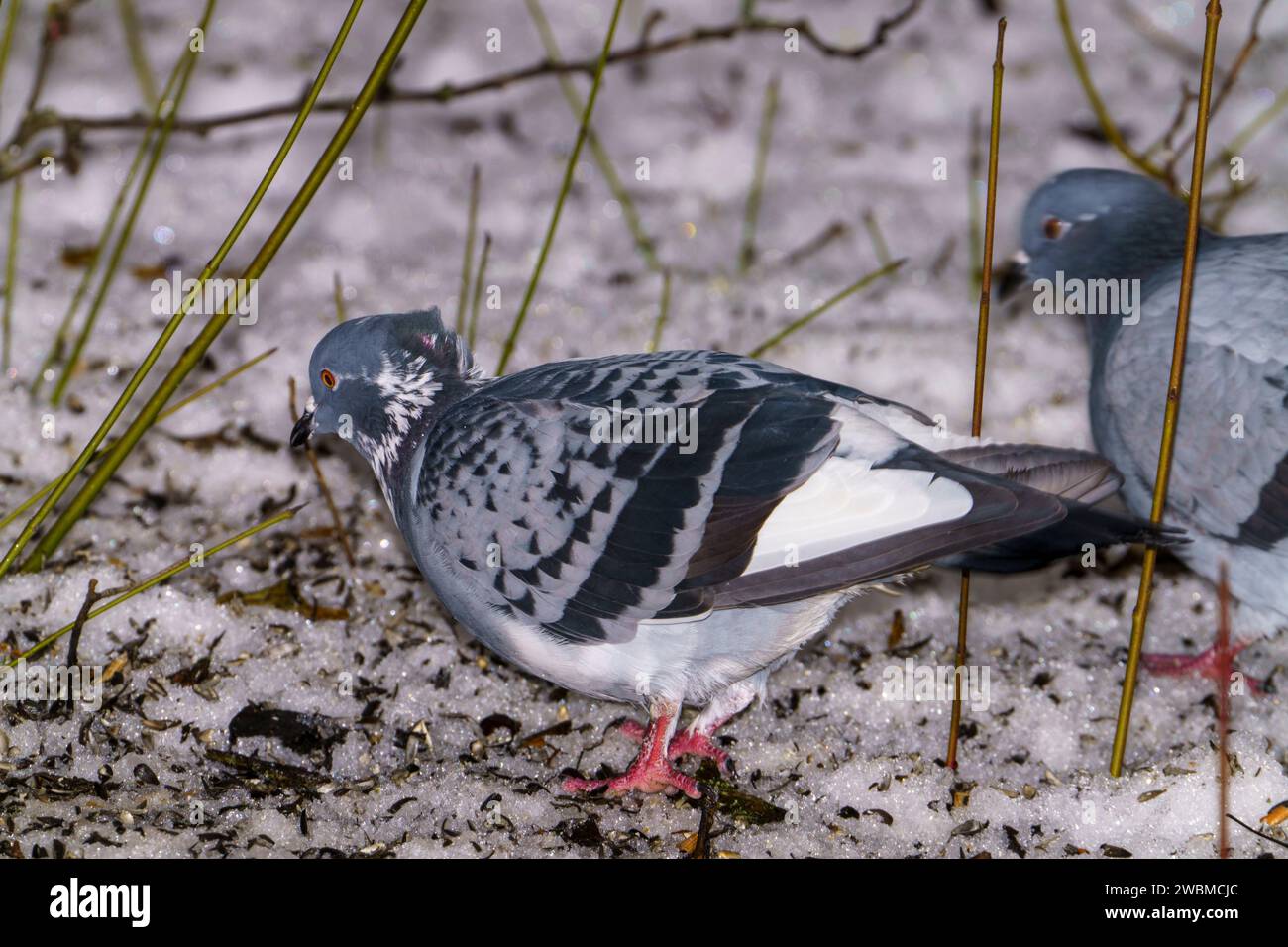 Columba livia Family Columbidae Genus Columba Rock dove Rock pigeon Common pigeon wild nature ...