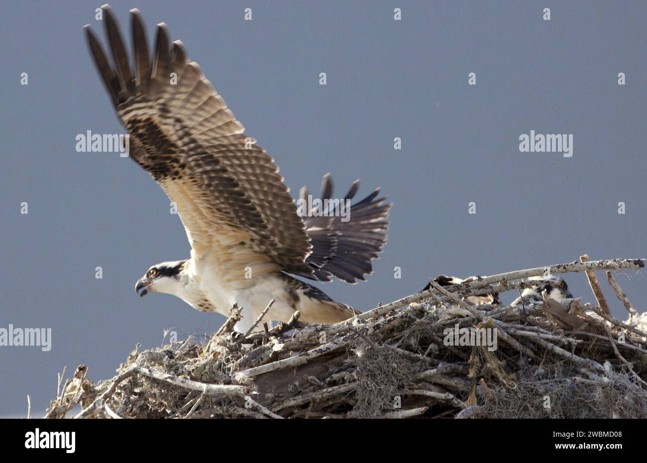 Osprey feet hi-res stock photography and images - Alamy