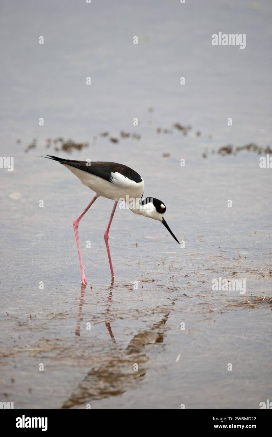CAPE CANAVERAL, Fla. –– A black-necked stilt searches the shallow water ...