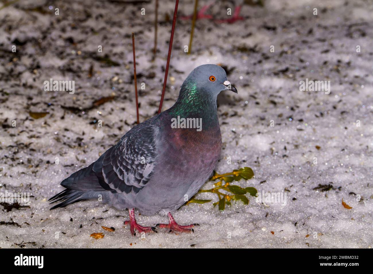 Columba livia Family Columbidae Genus Columba Rock dove Rock pigeon ...