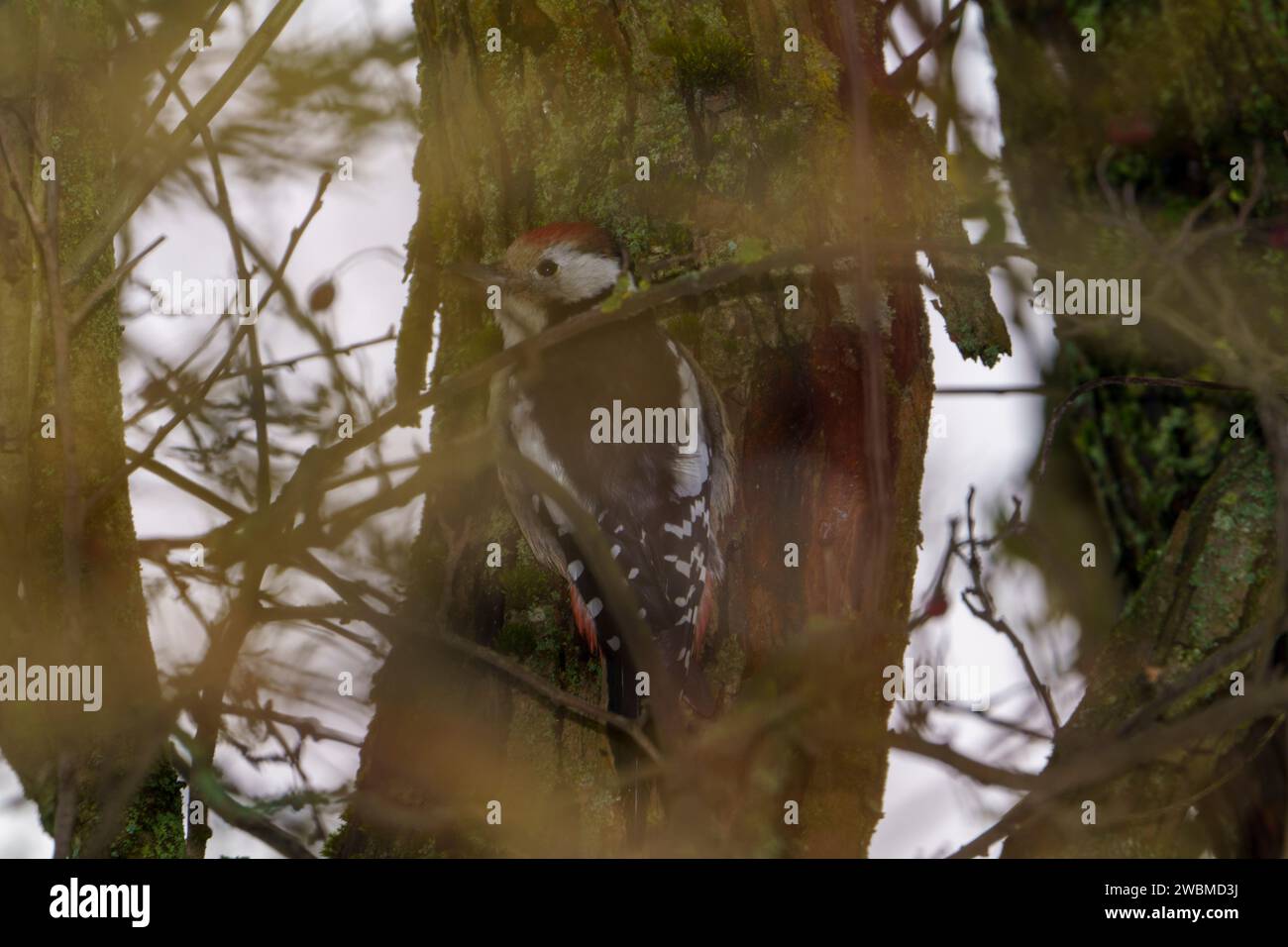 Dendrocopos medius Family Picidae Genus Dendrocoptes Middle spotted ...