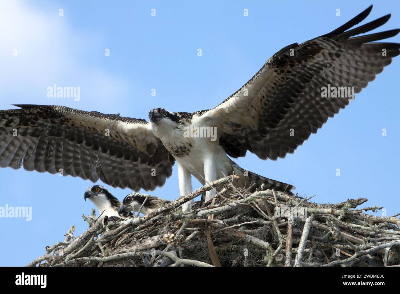 CAPE CANAVERAL, Fla. - At NASA's Kennedy Space Center in Florida, a ...