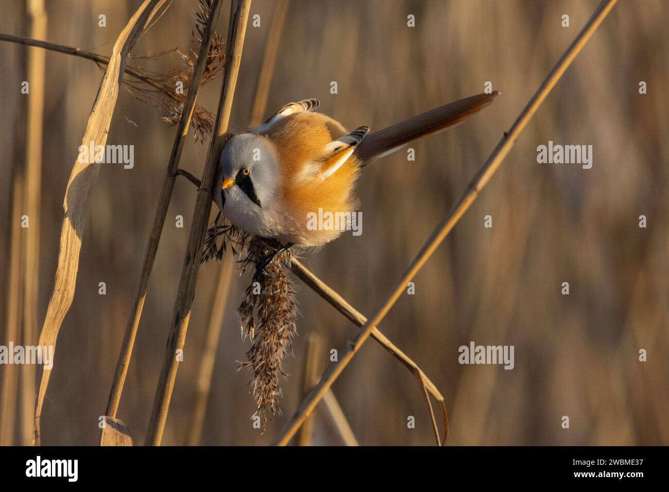 A bearded reedling enjoying a meal during a cold winter day in Estonia ...