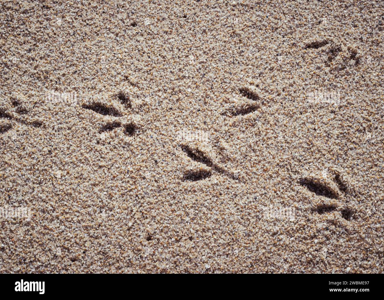 Claw prints hi-res stock photography and images - Alamy