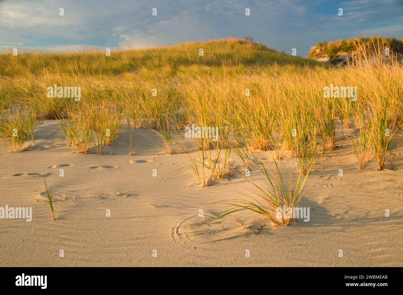 Sand dunes, Hampton Beach State Park, New Hampshire Stock Photo - Alamy