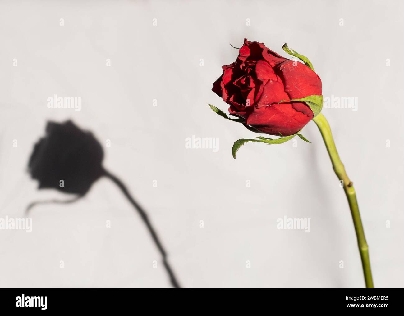 Red Rose and Shadow Stock Photo - Alamy
