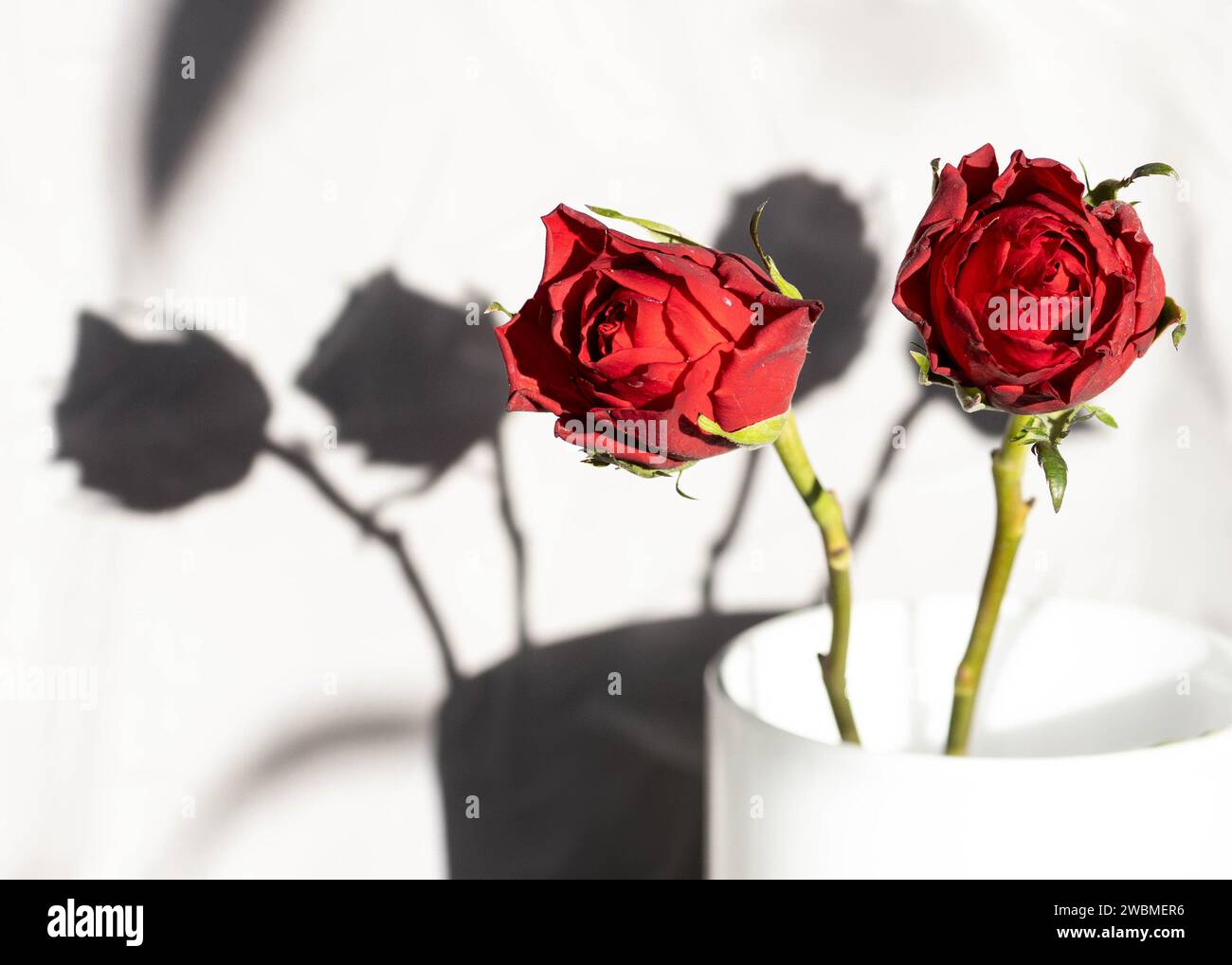 Red Rose and Shadow Stock Photo - Alamy