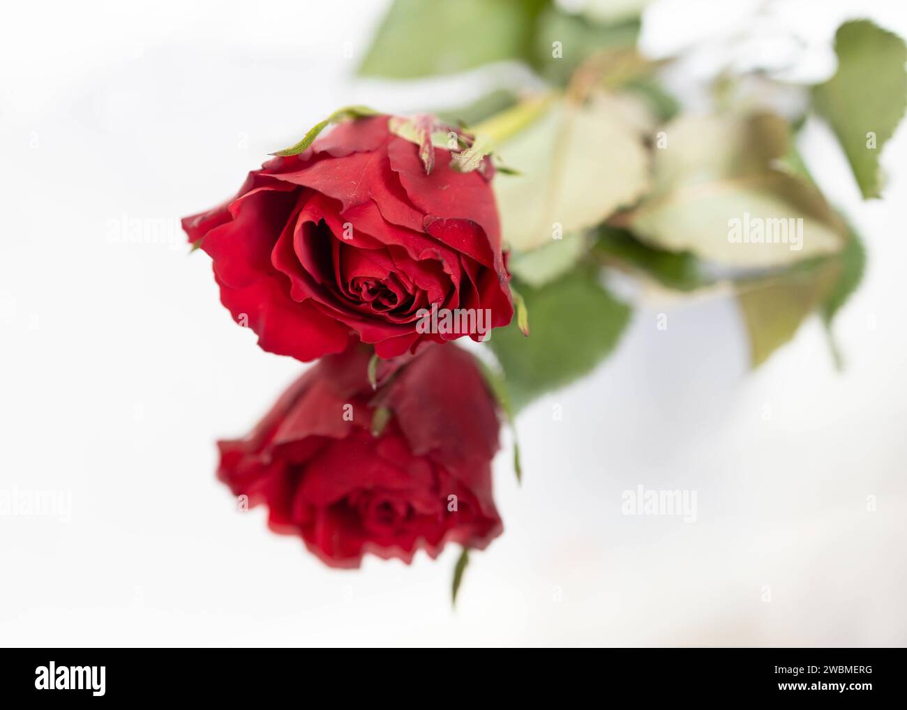 Rose flower with thorns hi-res stock photography and images - Alamy