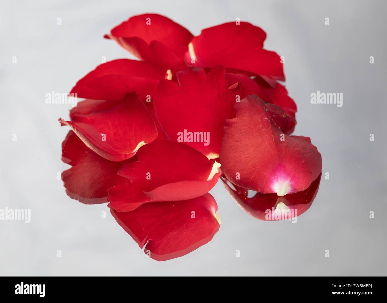 Red Rose Petals on a Mirror Stock Photo - Alamy