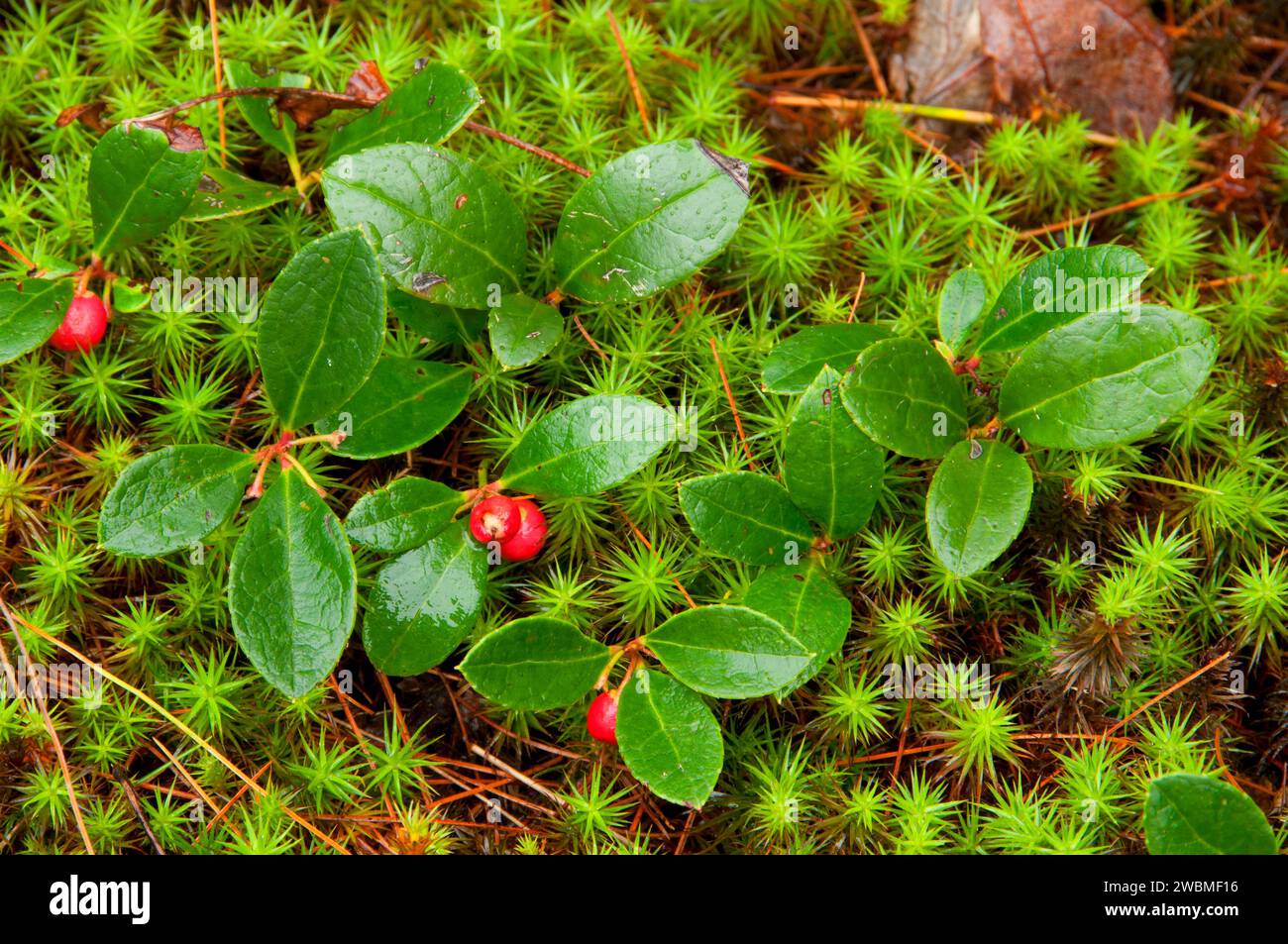 Moss with berries, Tillinghast Pond Management Area, Rhode Island Stock ...