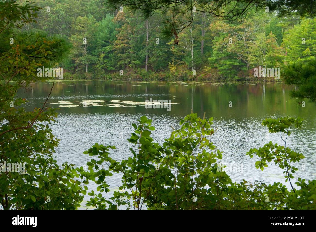 Tillinghast Pond, Tillinghast Pond Management Area, Rhode Island Stock ...