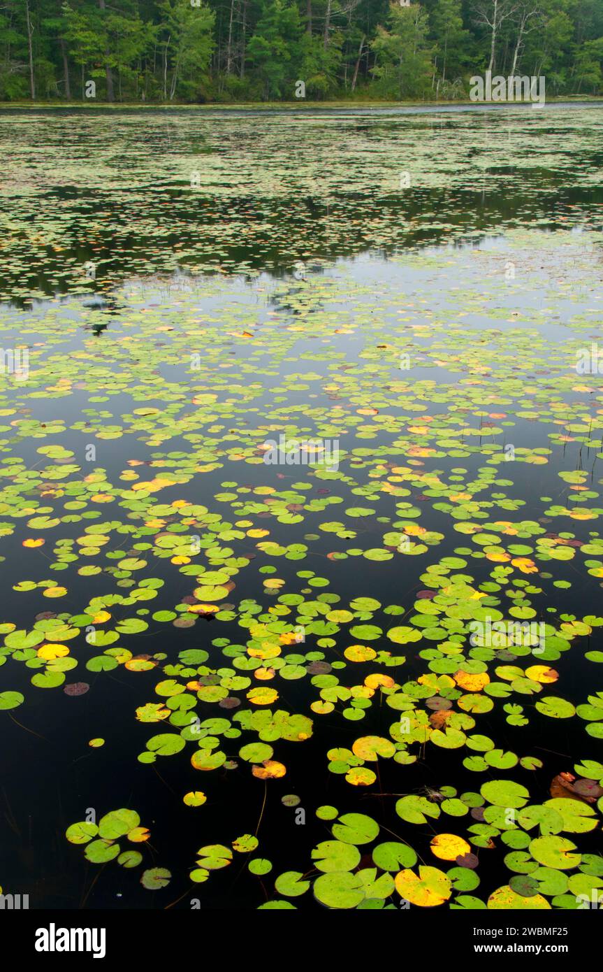 Tillinghast Pond, Tillinghast Pond Management Area, Rhode Island Stock ...