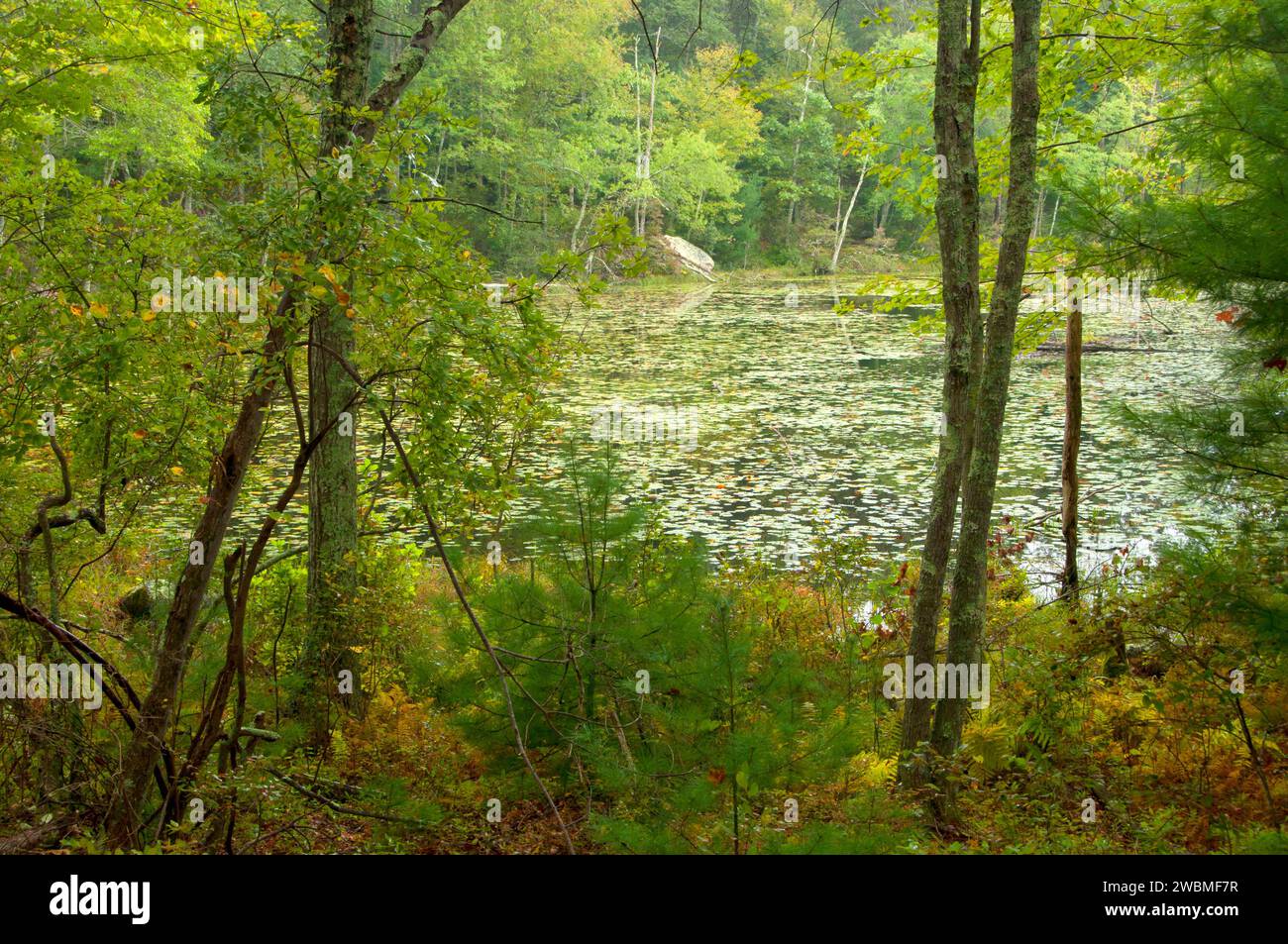Tillinghast pond hi-res stock photography and images - Alamy