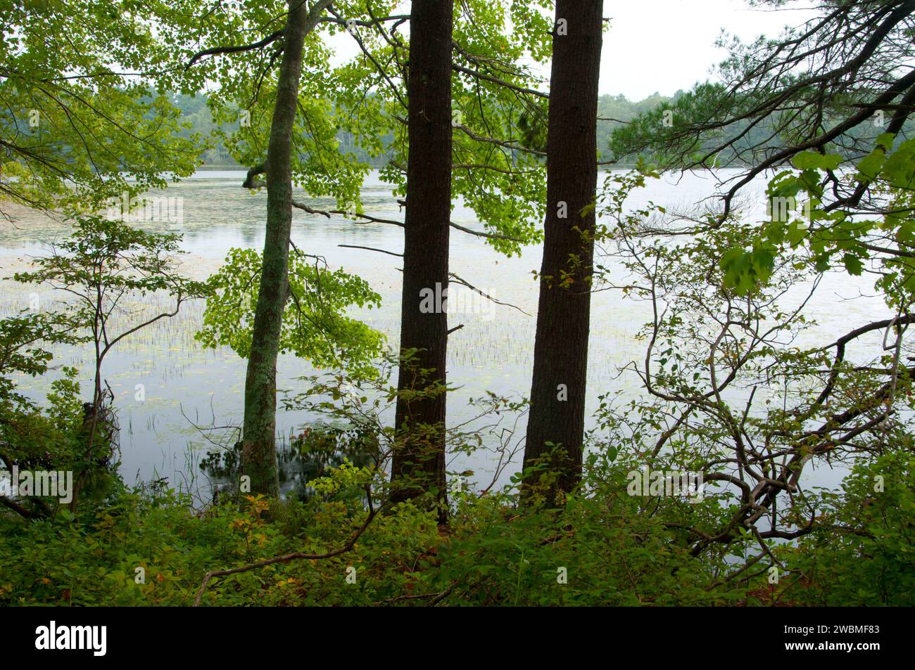 Tillinghast Pond, Tillinghast Pond Management Area, Rhode Island Stock ...