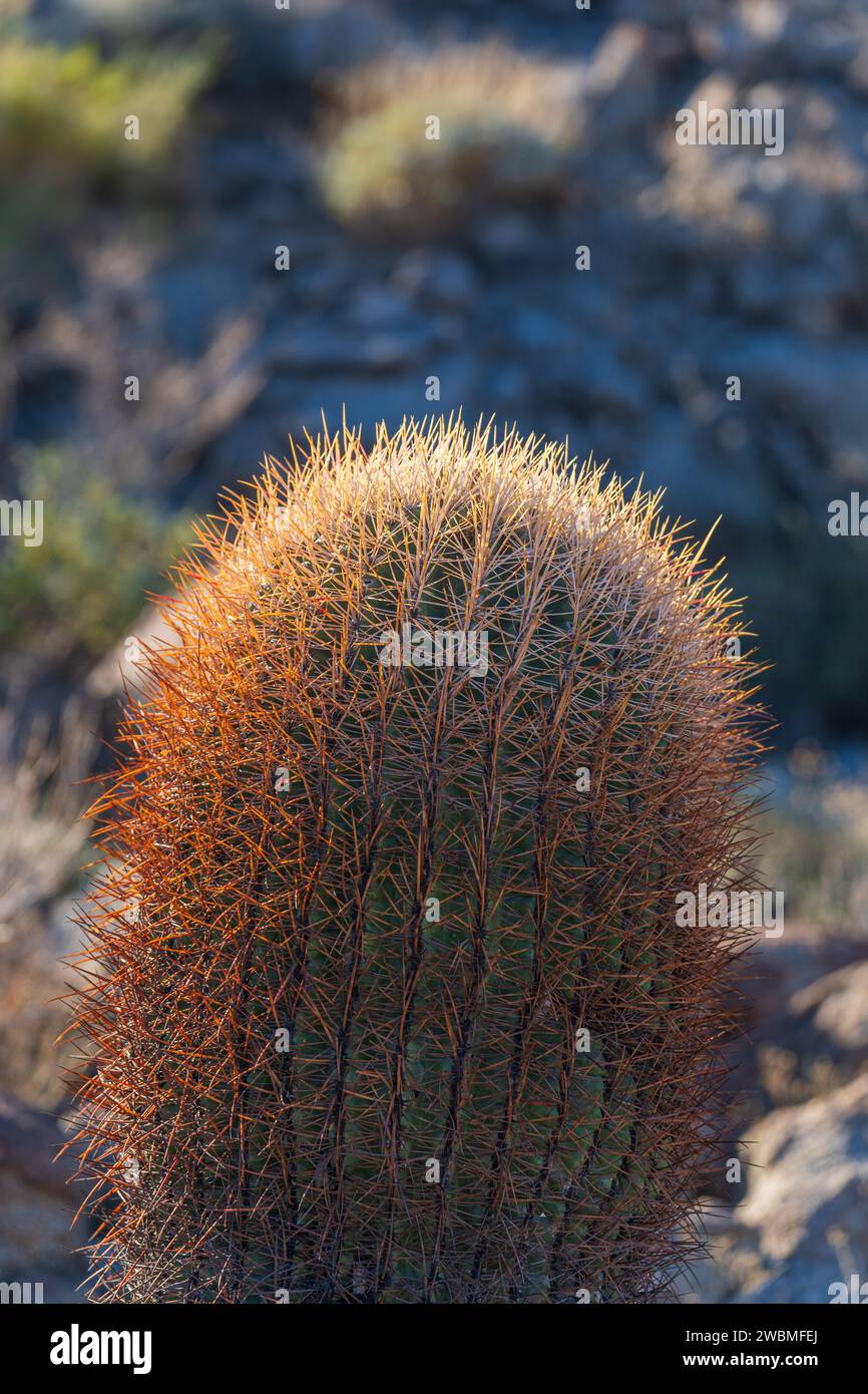 California barrel cactus (Ferocactus cylindraceus Stock Photo - Alamy