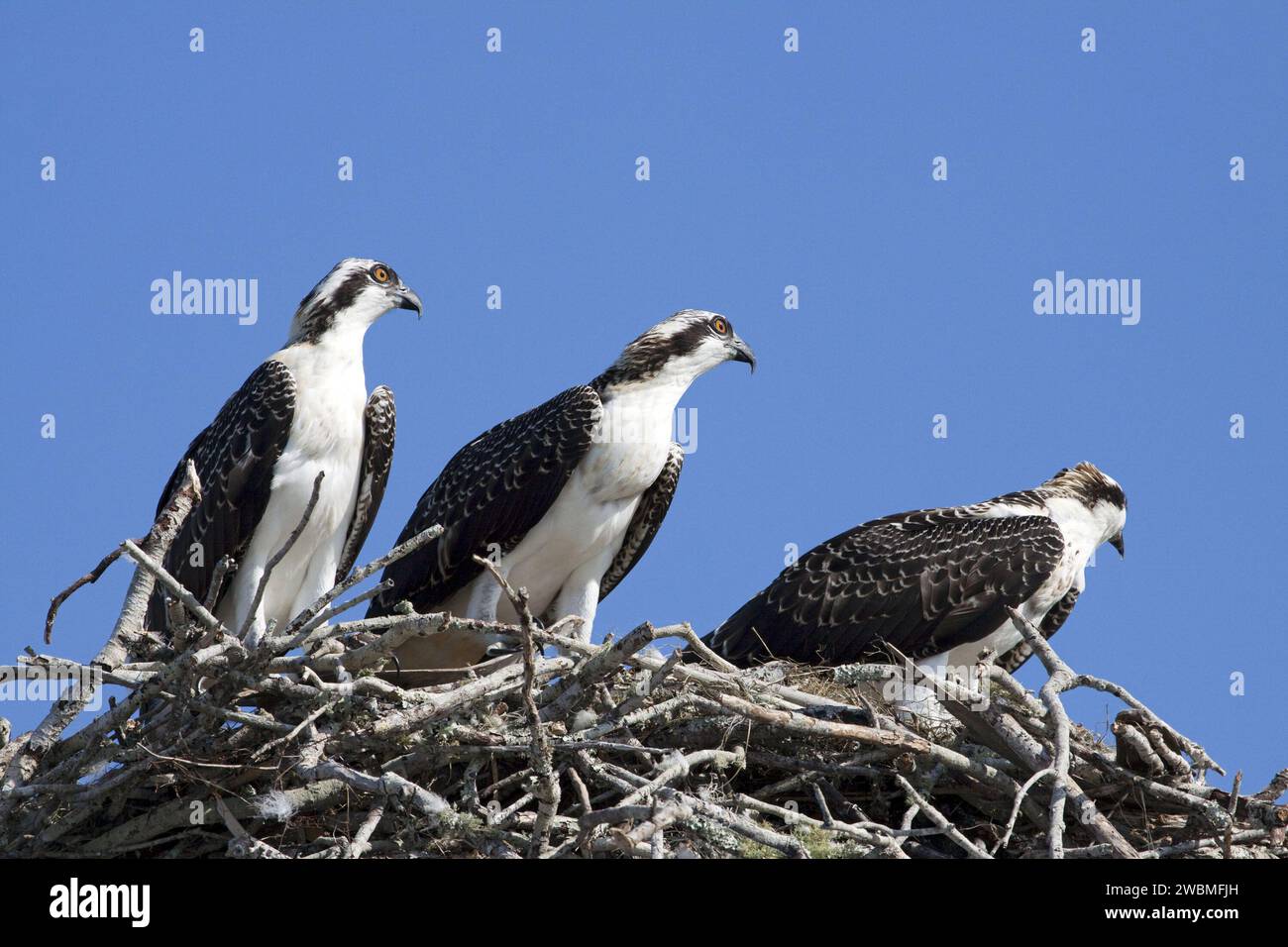 CAPE CANAVERAL, Fla. - At NASA's Kennedy Space Center in Florida, young ...