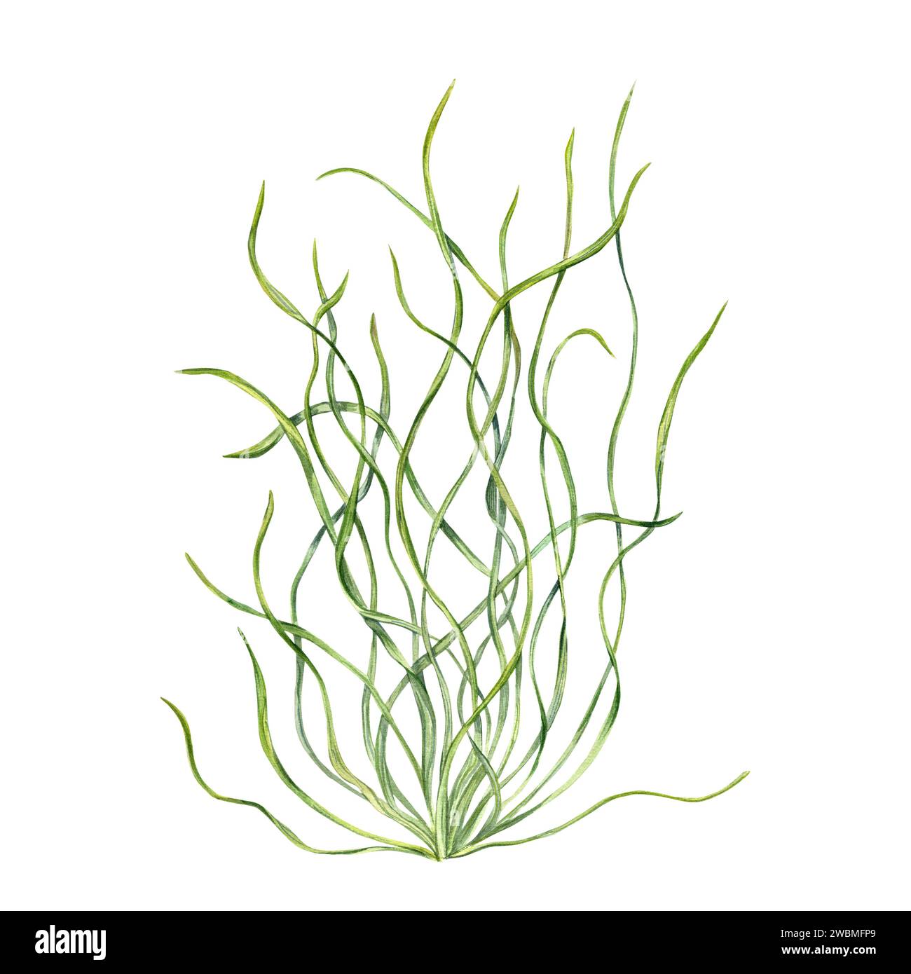 Sea Grass Aquarium Plant Algae Seaweed Underwater Kelp Green Herb