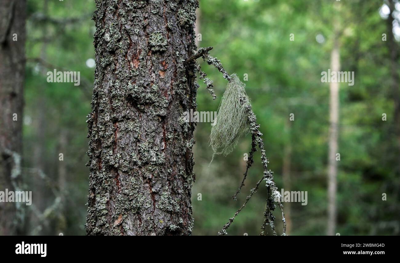 In a Finnish forest, beard moss grows on a tree Stock Photo - Alamy