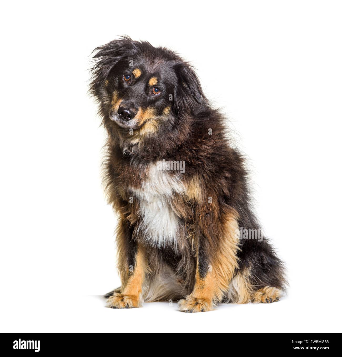 German Shepherd Collie Mix Das Ist Sol (75% Collie, 25% Deutscher