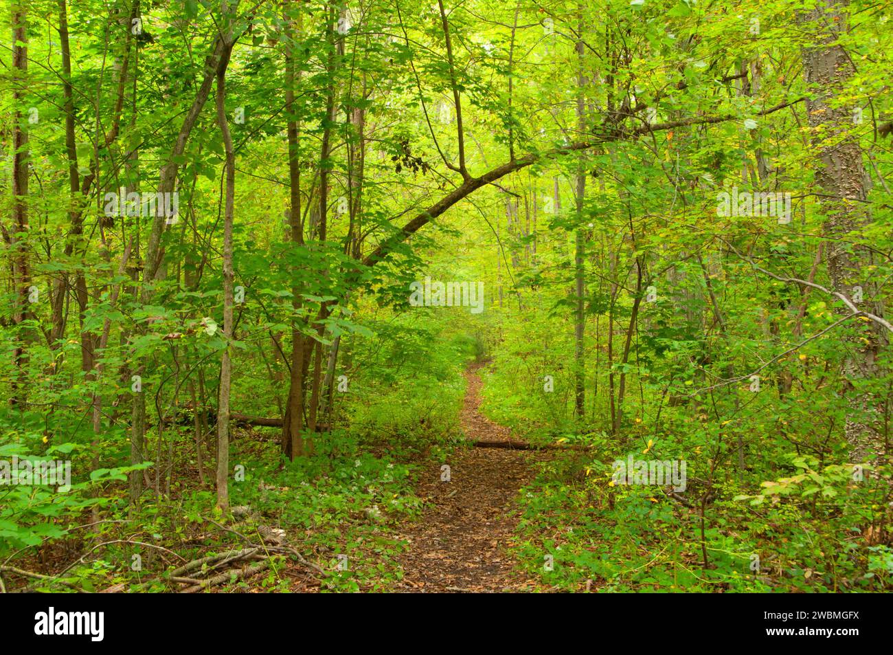Hiking trail, Lime Rock Preserve, Rhode Island Stock Photo - Alamy