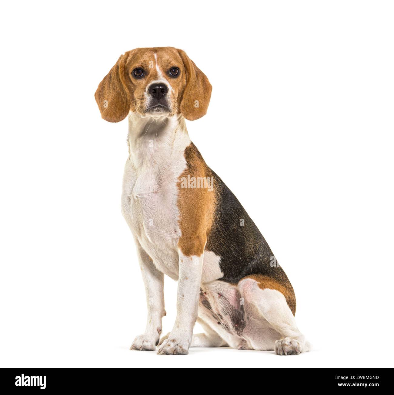 Beagle dog sitting, looking away, against white background Stock Photo ...