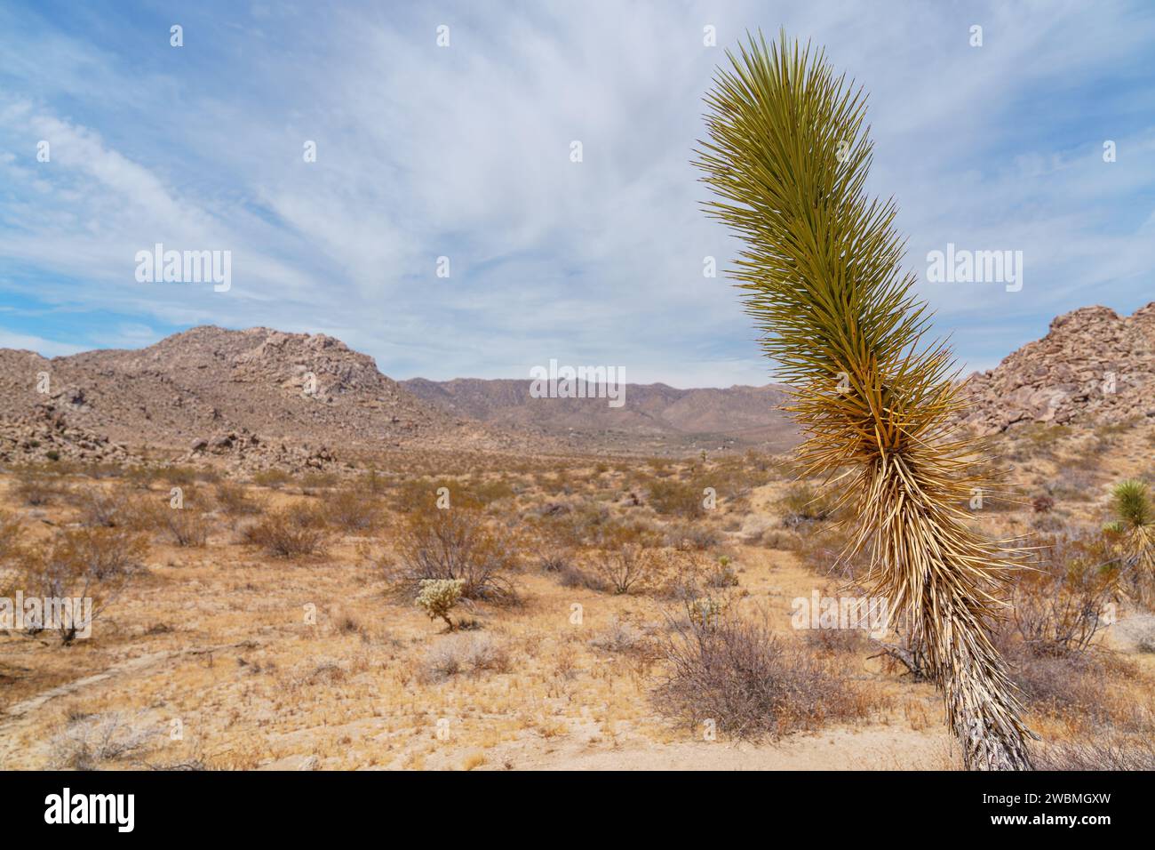 Desert landscape view with a single Joshua tree branch in the ...