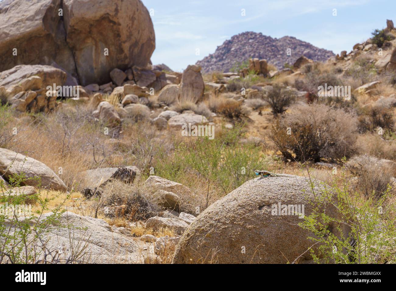 Metachromatic hi-res stock photography and images - Alamy