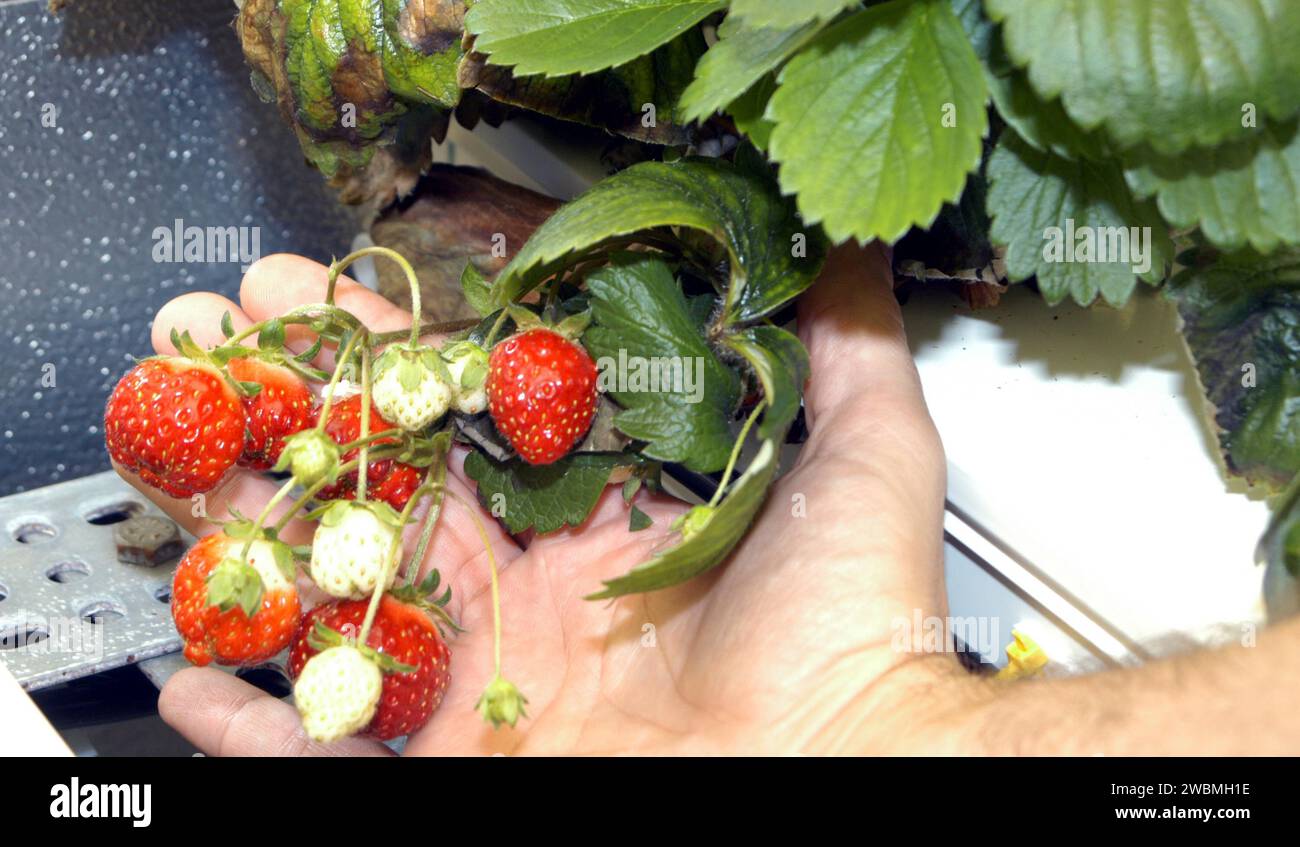 KENNEDY SPACE CENTER, FLA. - A crop of strawberries grown in a ...