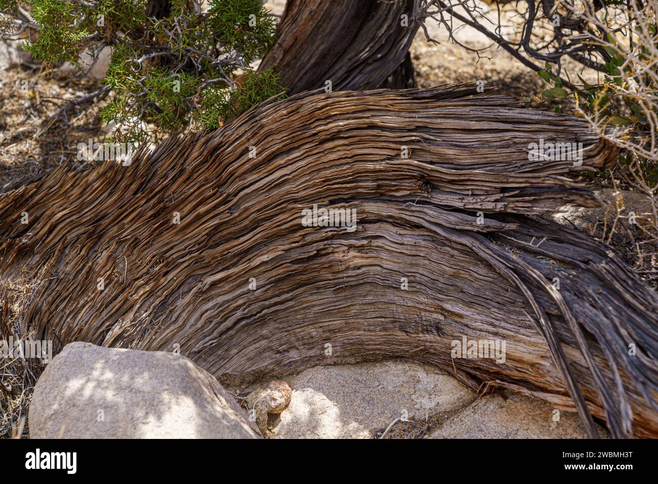 Old twisted and gnarled juniper tree in Joshua Tree National Park Stock ...