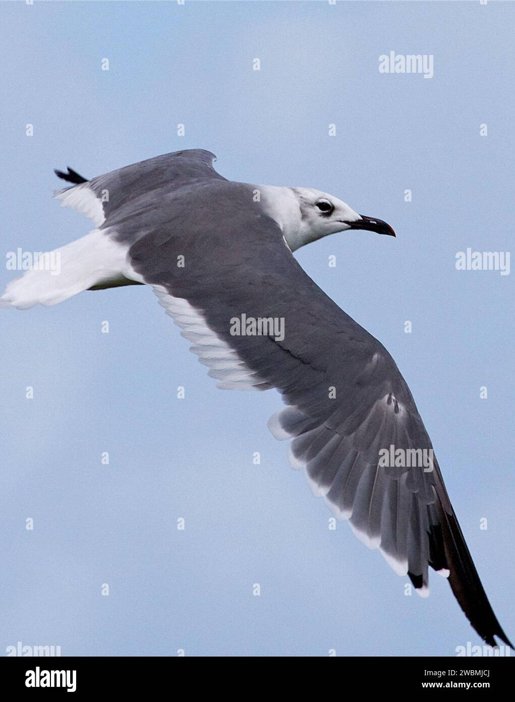 CAPE CANAVERAL, Fla. – A seagull soars through the air near the NASA ...