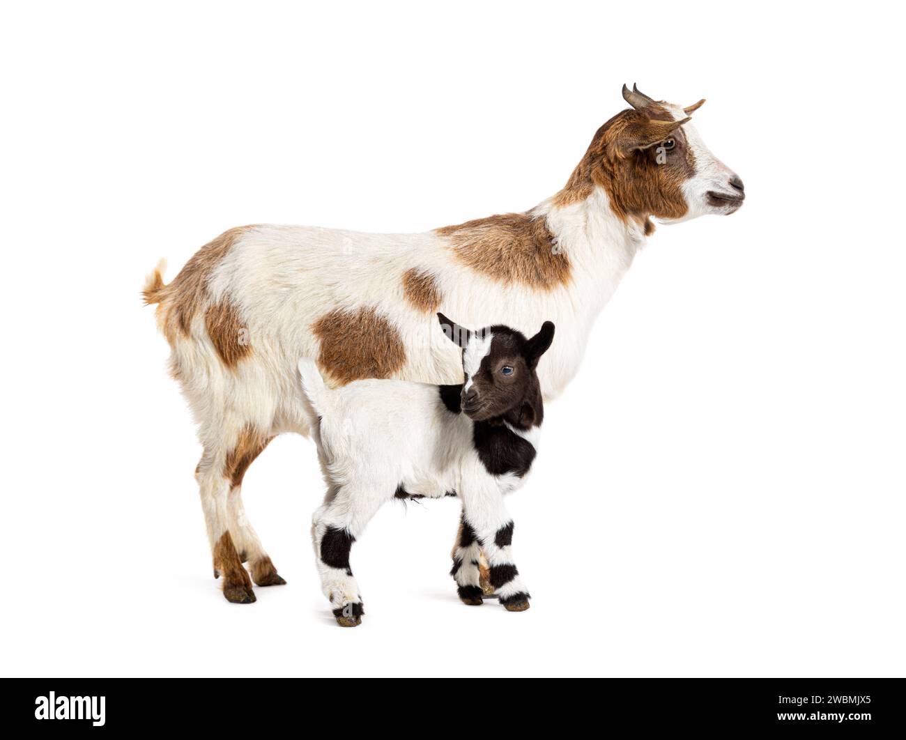 Side view female food Cut Out Stock Images & Pictures - Alamy