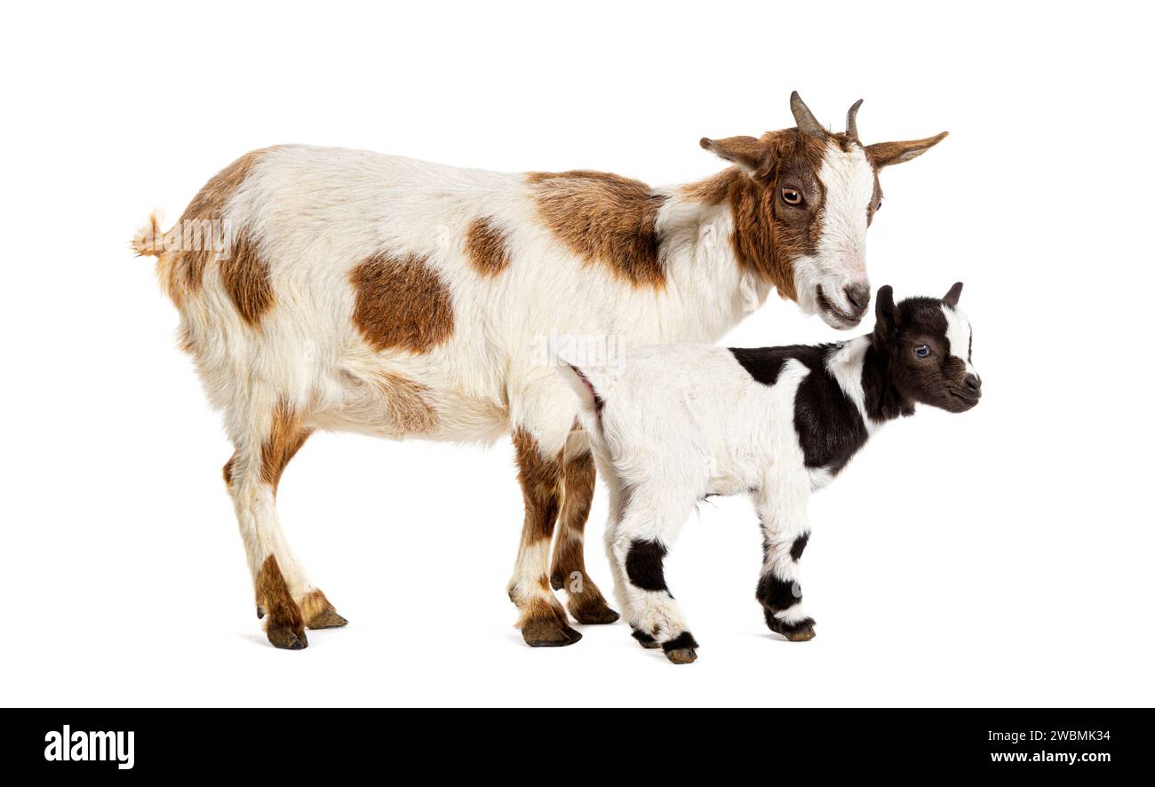 Side view female food Cut Out Stock Images & Pictures - Alamy