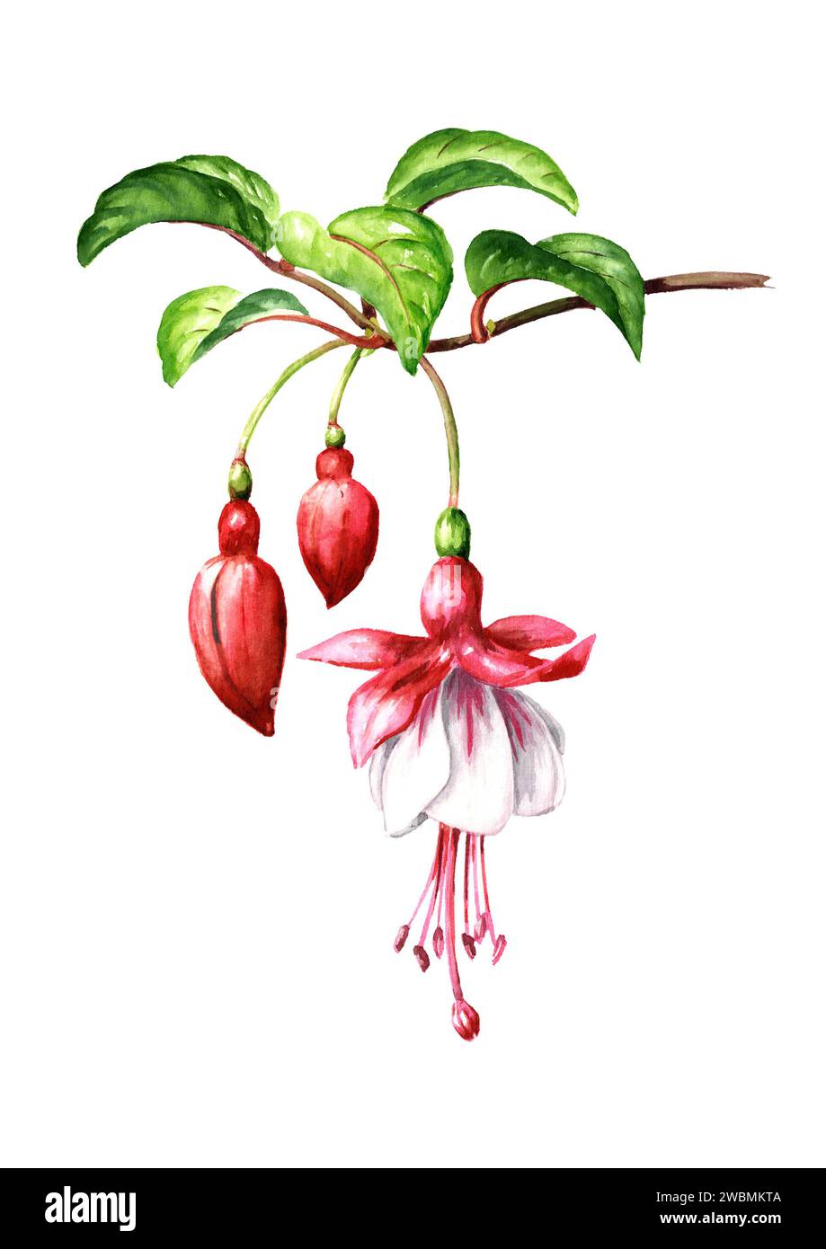 Fuchsia flower branch. Hand drawn watercolor illustration, isolated on ...