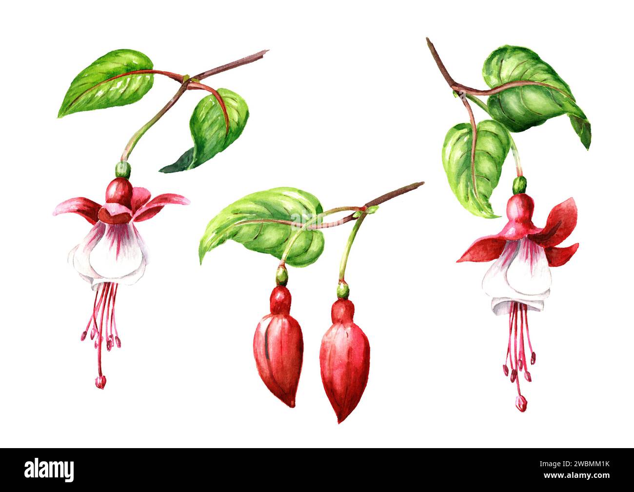 Fuchsia flower set. Pink flowers, buds and leaves. Hand drawn ...