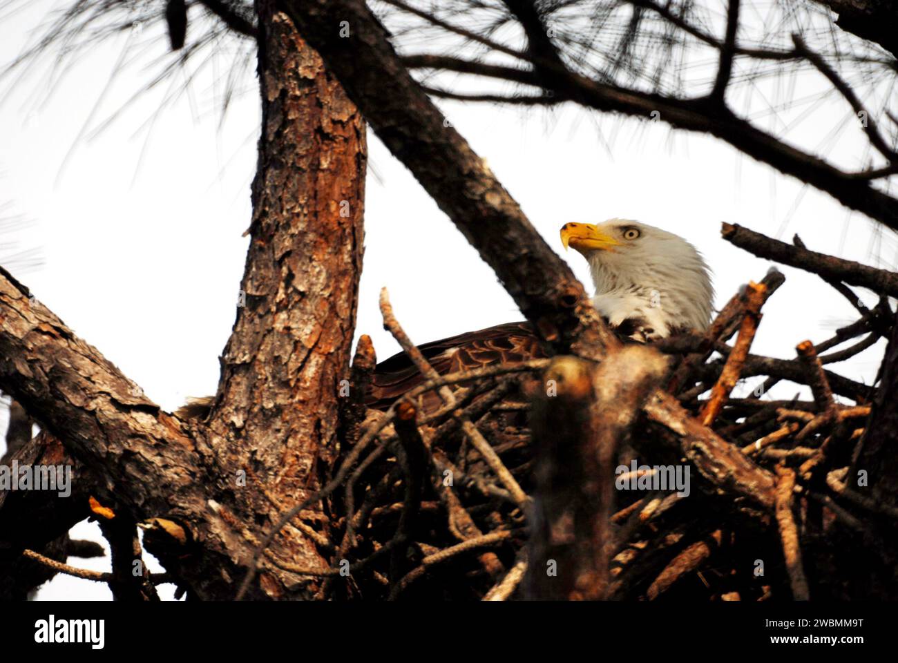 Dozen birds hi-res stock photography and images - Alamy