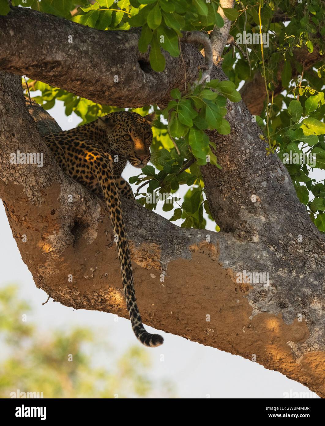 Leopard back view hi-res stock photography and images - Alamy