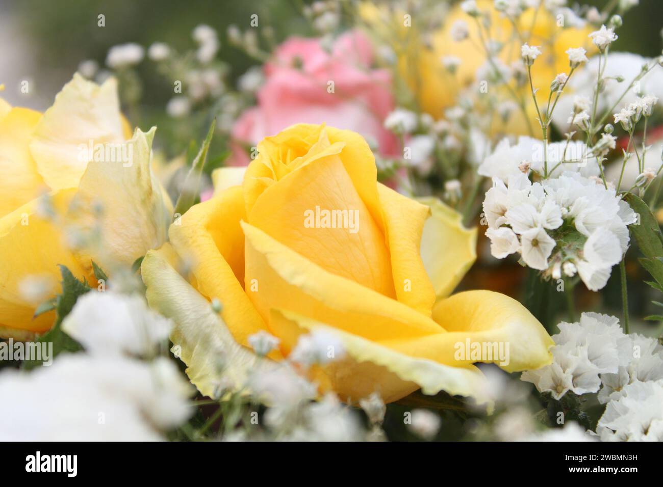 Pastel yellow hi-res stock photography and images - Alamy