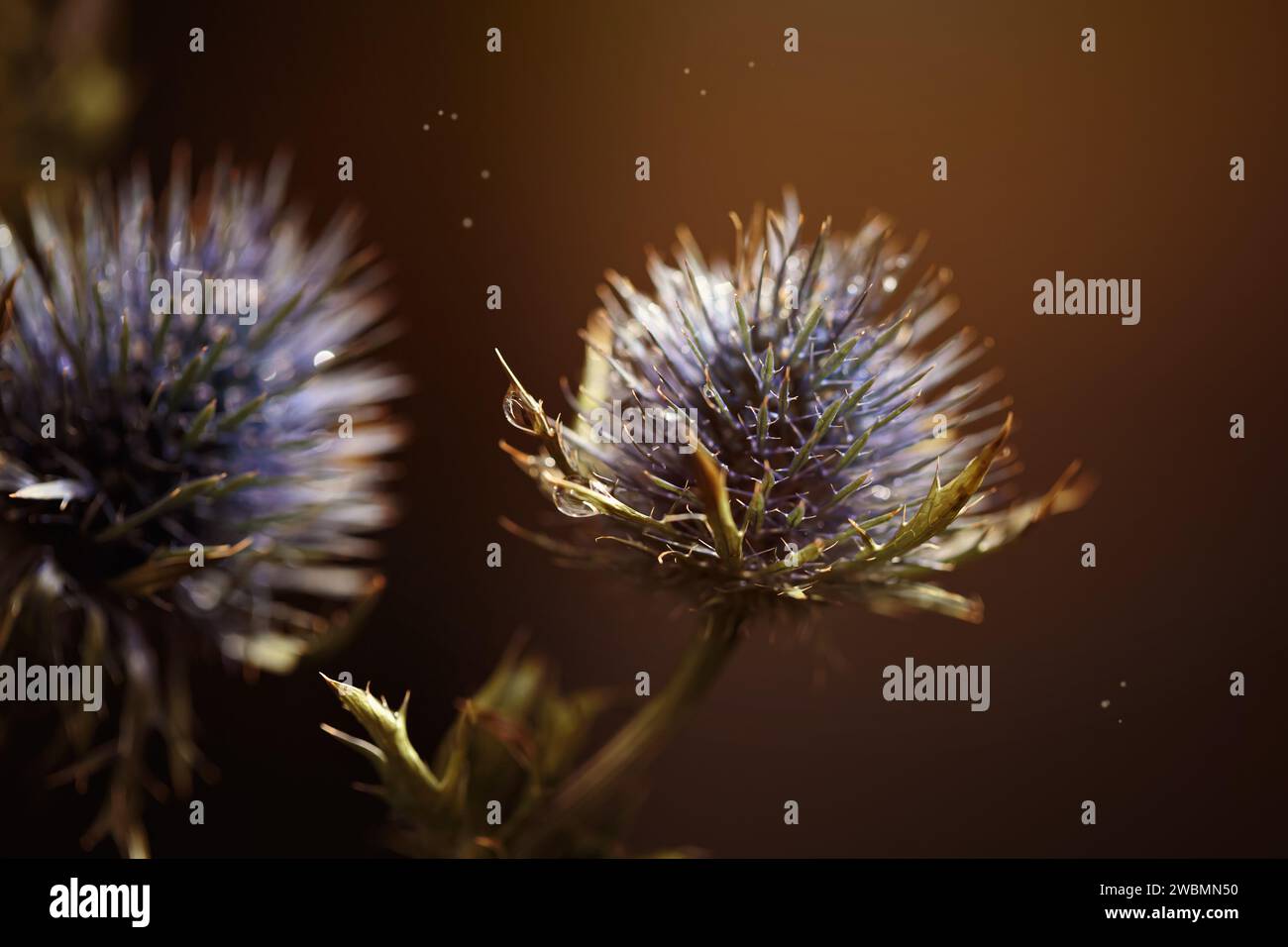 Thorn plunt with dew drops on needles on blurred dark background Stock ...