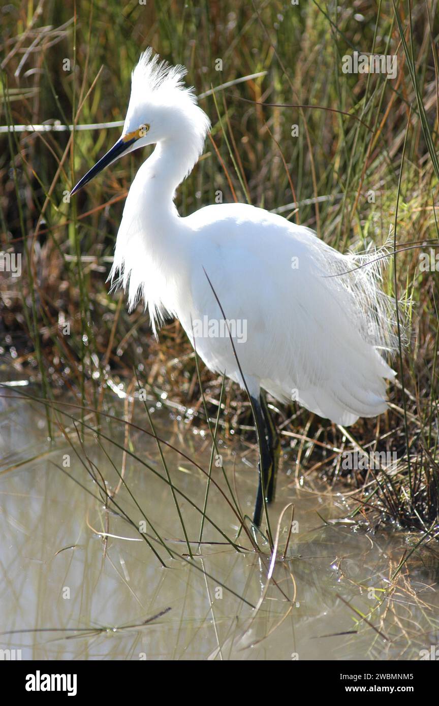 KENNEDY SPACE CENTER, FLA. — A contrast in black and white, this snowy ...