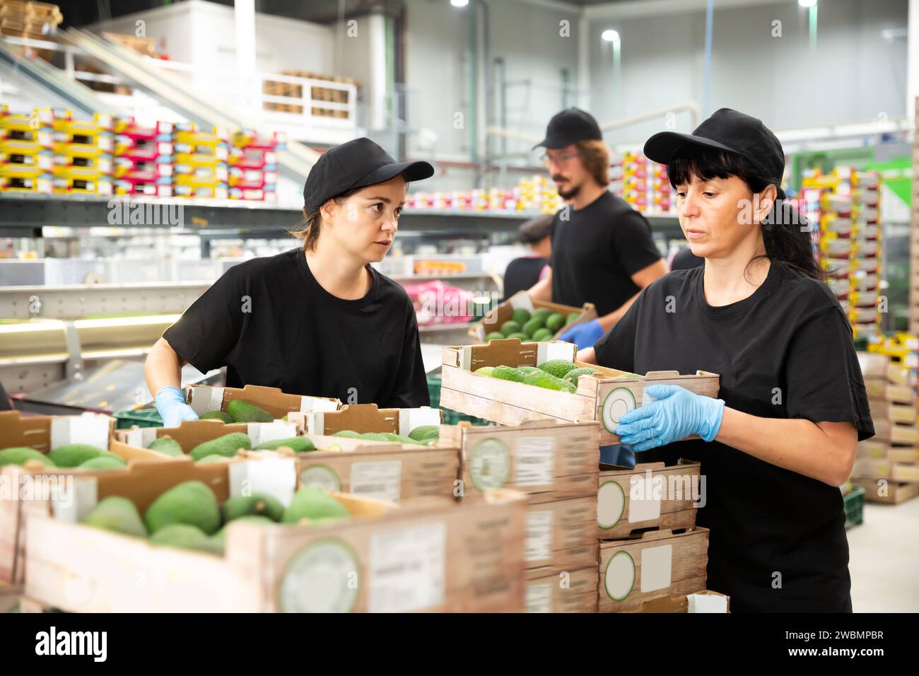 Young women and man packing avocado Stock Photo - Alamy